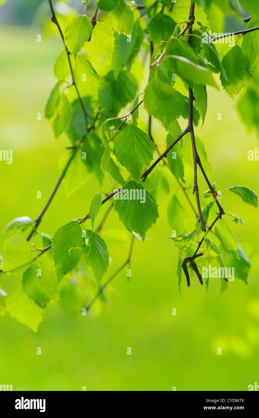 green leaves foliage at springtime outside in the nature Stock Photo ...