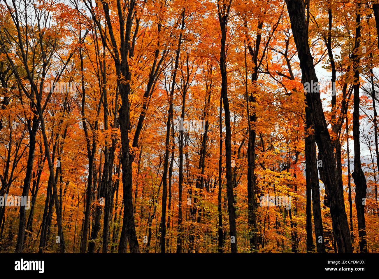 Canopy complexity hi-res stock photography and images - Alamy