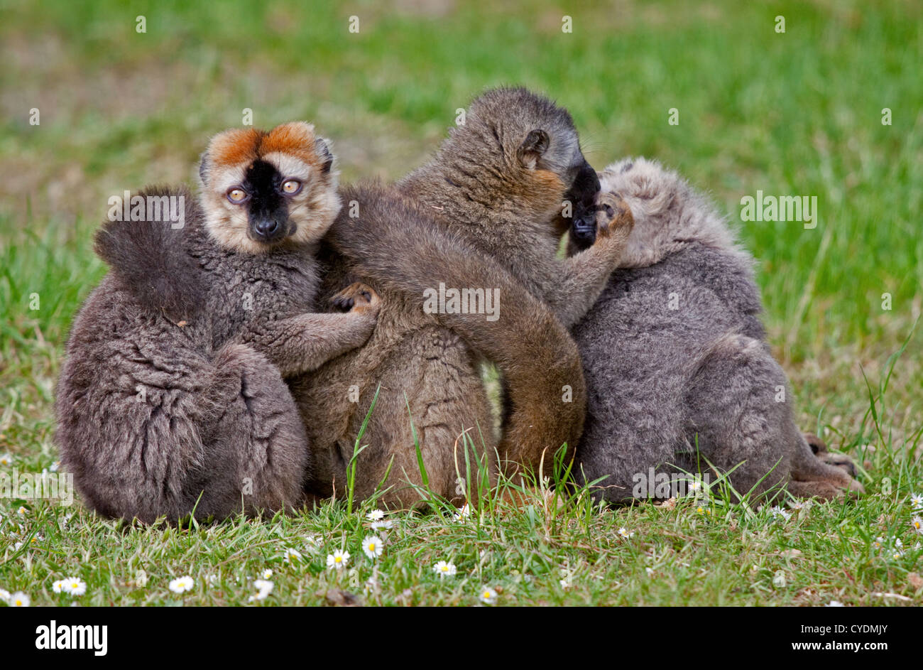 Red Lemurs (eulemur rufus) grooming Stock Photo - Alamy