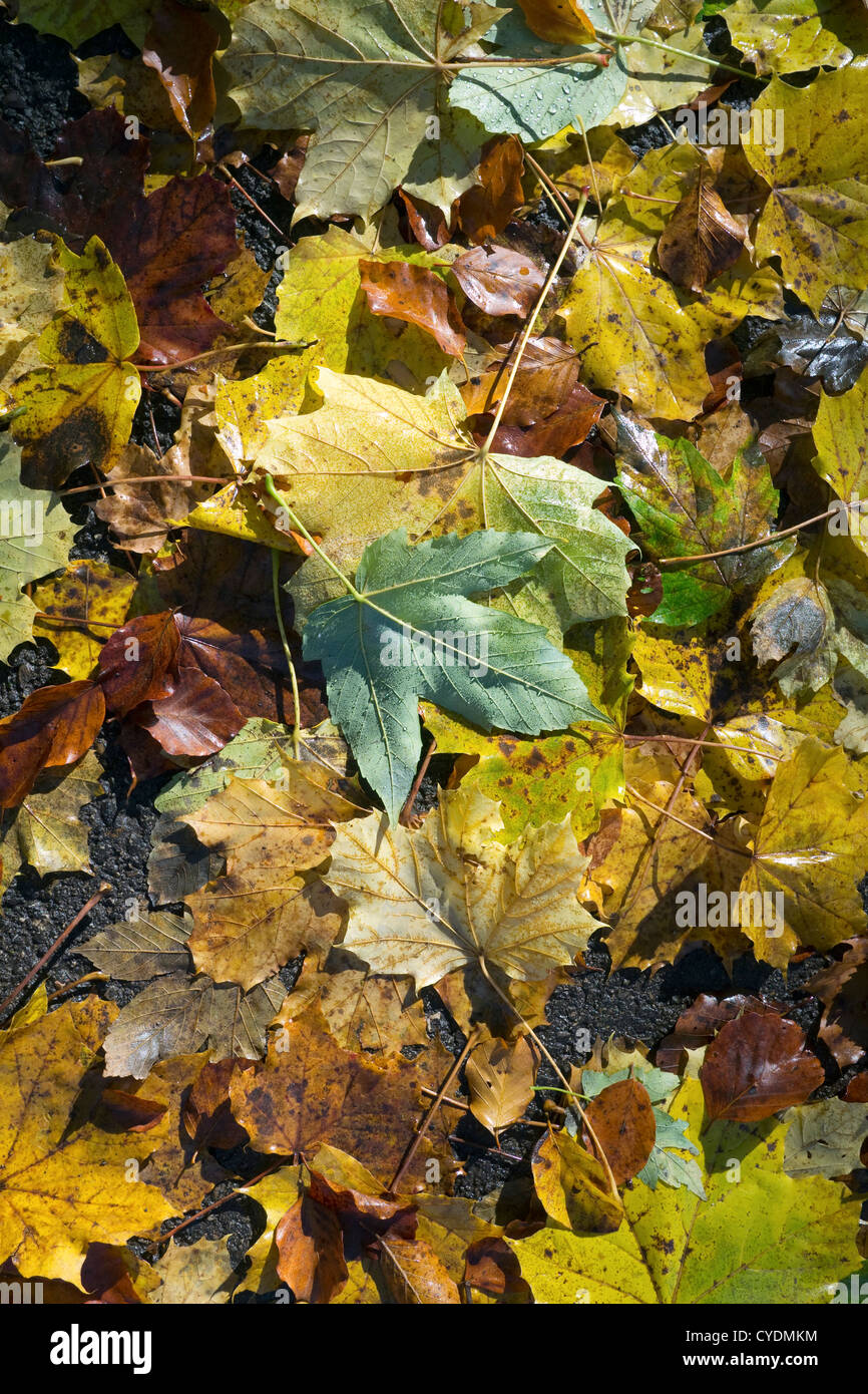 differently colored autumn leaves flat on the ground Stock Photo - Alamy