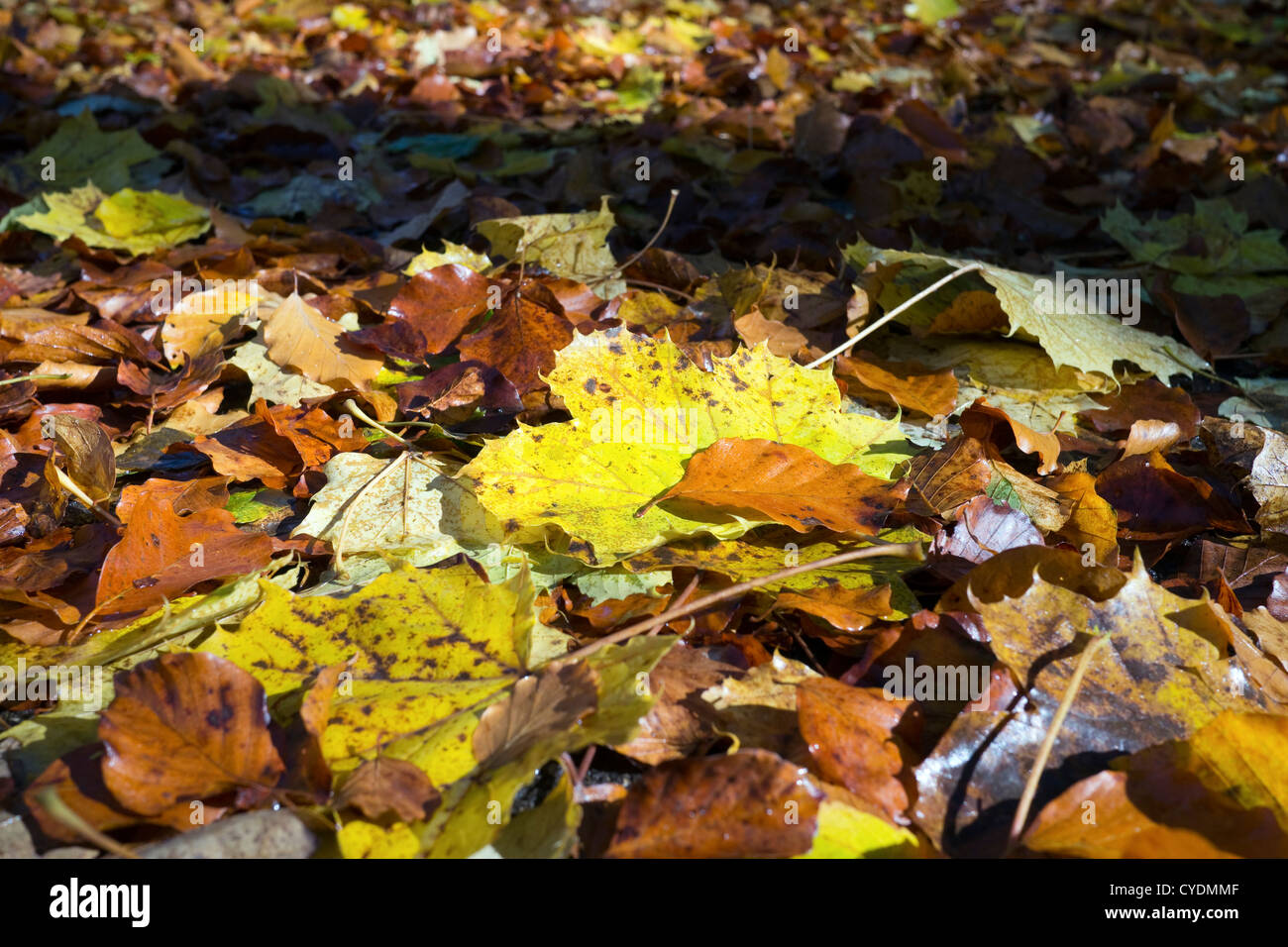 differently colored autumn leaves on the ground Stock Photo - Alamy