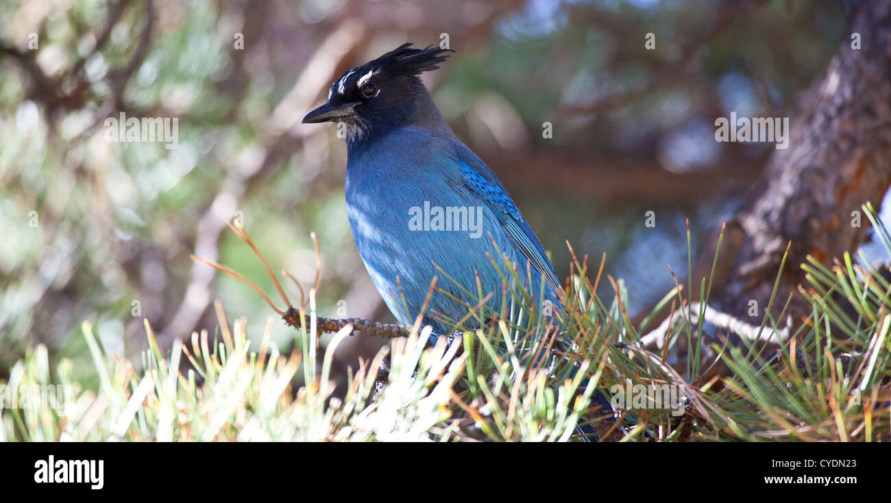 A Blue Jay sits in a pine tree and surveys his surroundings. Rocky ...