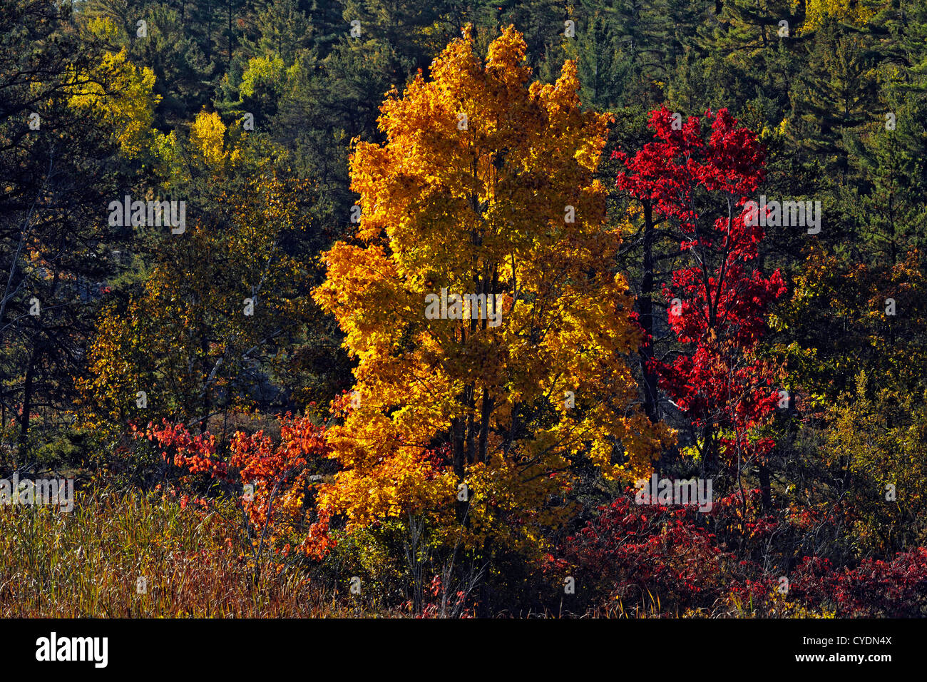 Great sugar pine hi-res stock photography and images - Alamy