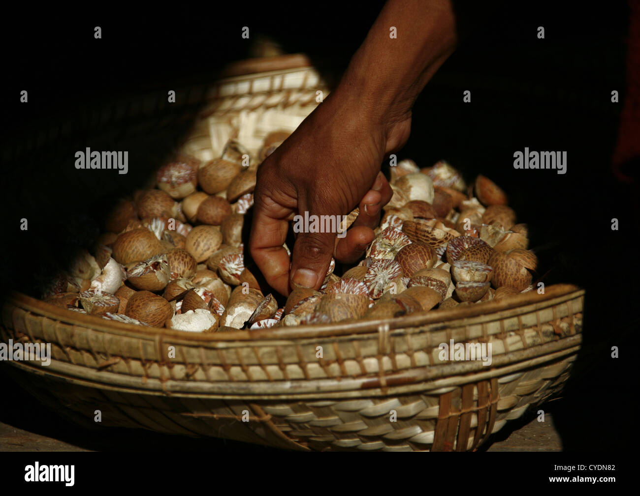 Betel nut hand hi-res stock photography and images - Alamy