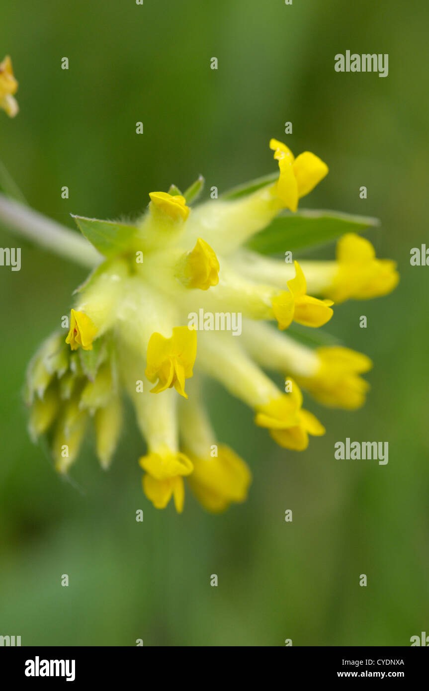 Alpine wild flowers, Berchtesgarden National Park, Bavaria, Germany ...