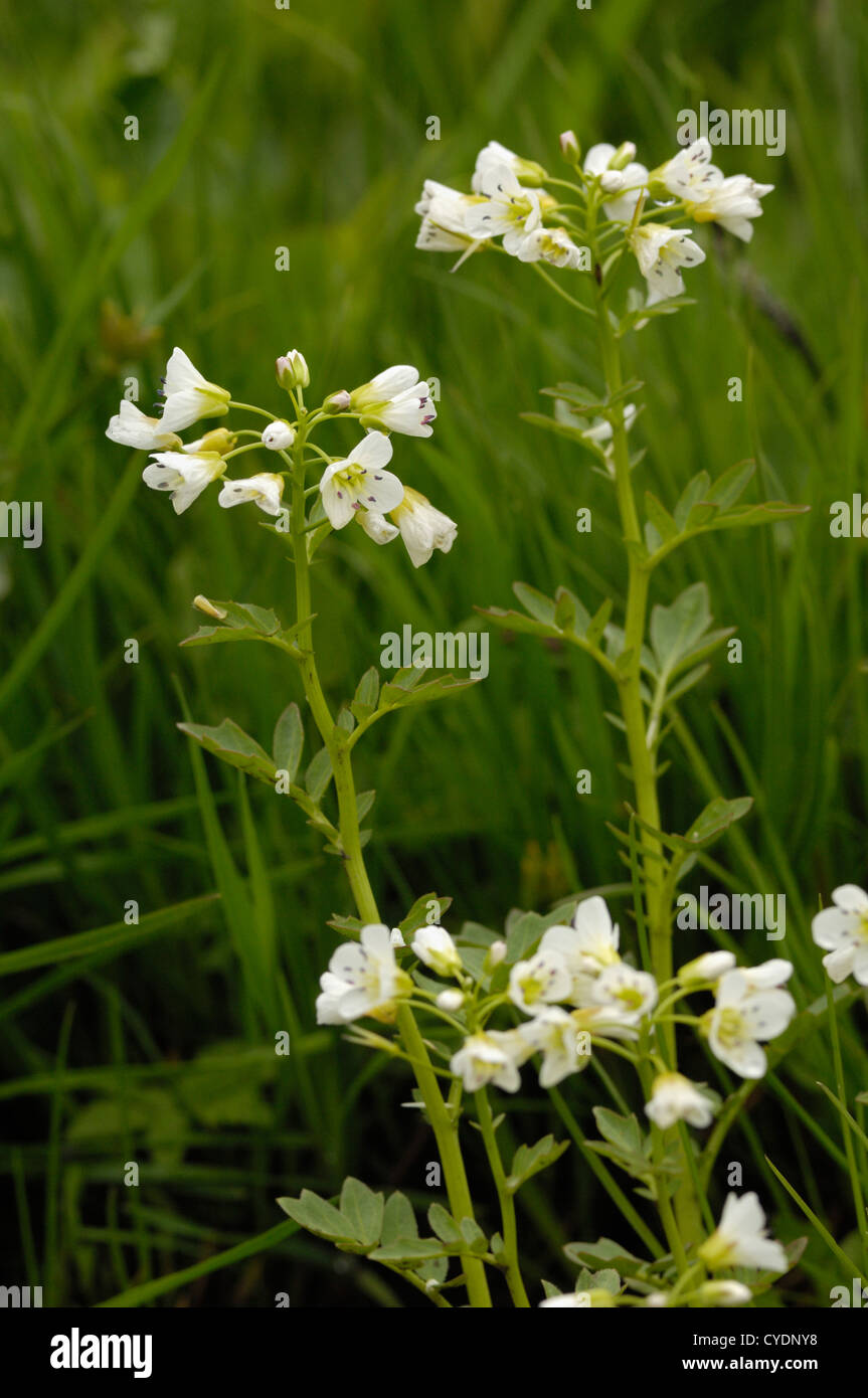 Alpine wild flowers, Berchtesgarden National Park, Bavaria, Germany ...