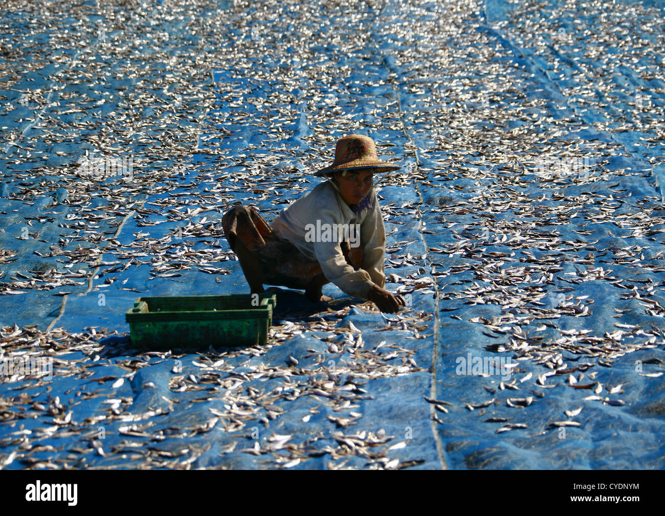 Women Putting Dried Fish In Ngapali, Myanmar Stock Photo - Alamy