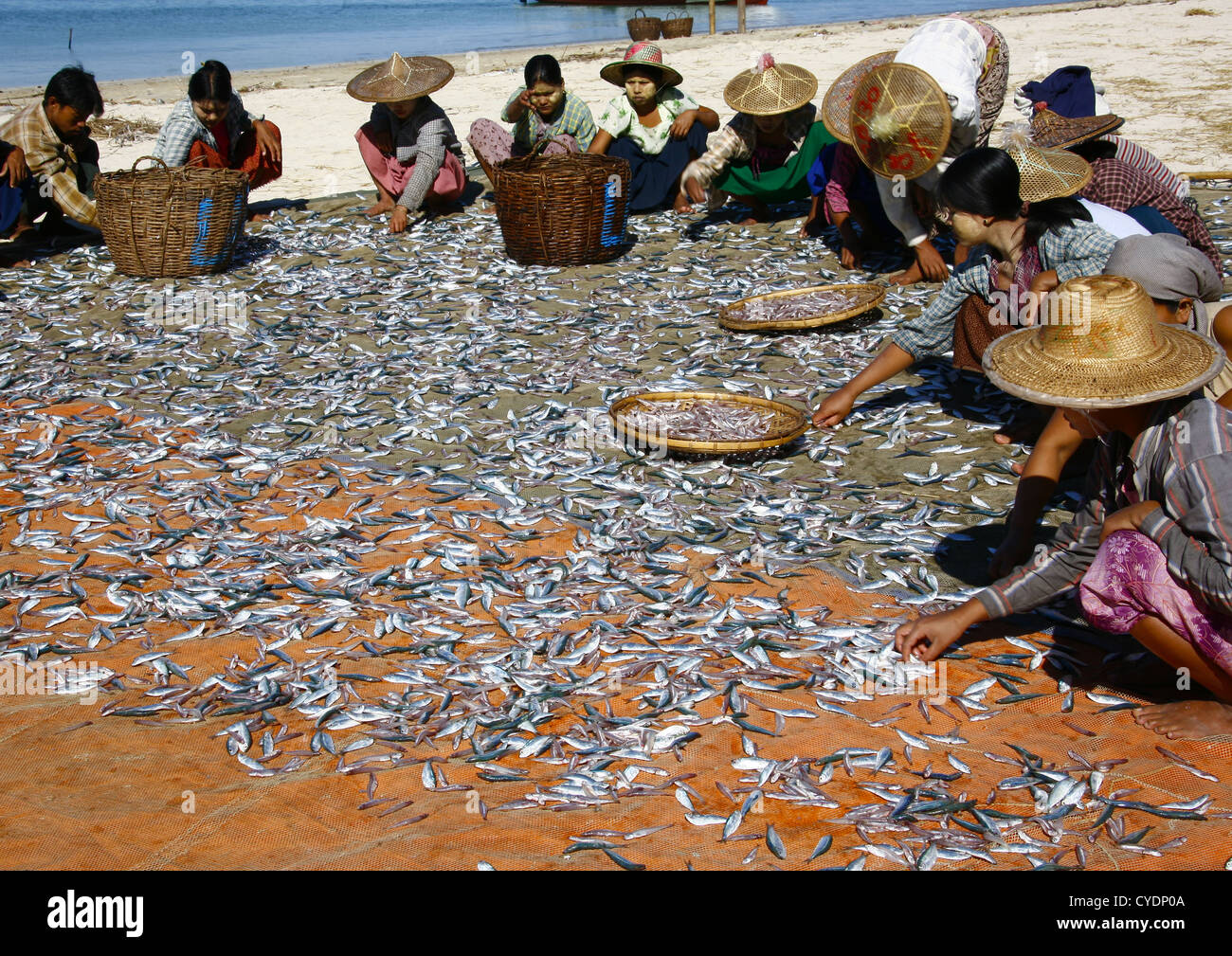 Women Putting Dried Fish In Ngapali, Myanmar Stock Photo - Alamy