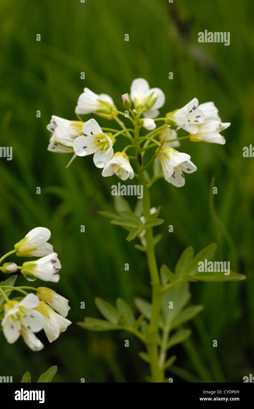 Alpine wild flowers, Berchtesgarden National Park, Bavaria, Germany ...