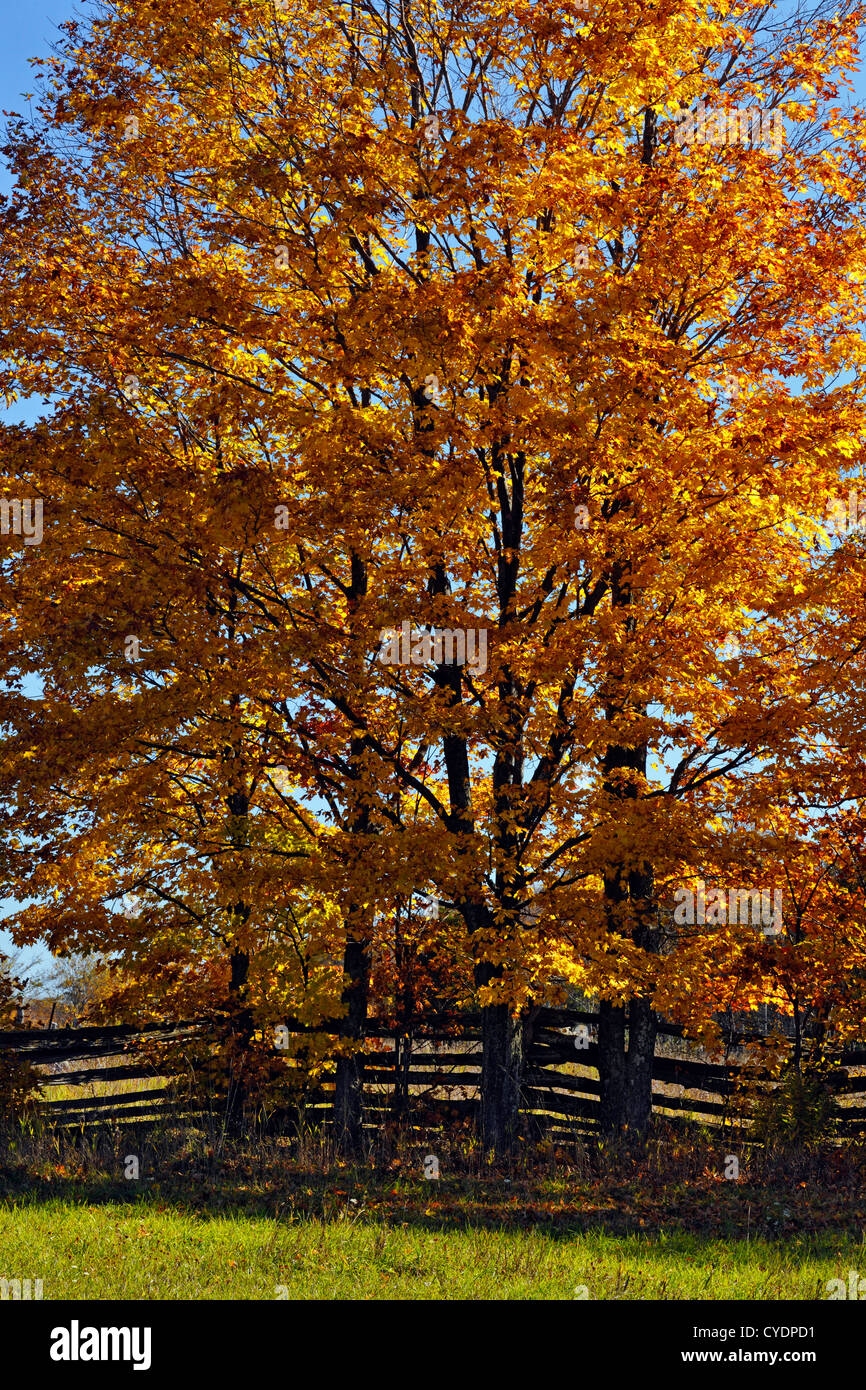 Split-rail fence and maple trees, Manitoulin Is. Big Lake, Ontario ...