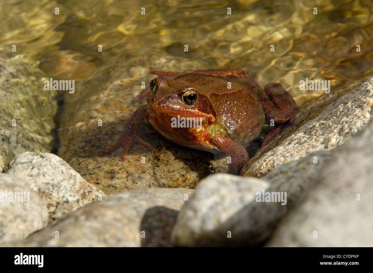 Red Common Frog High Resolution Stock Photography and Images - Alamy