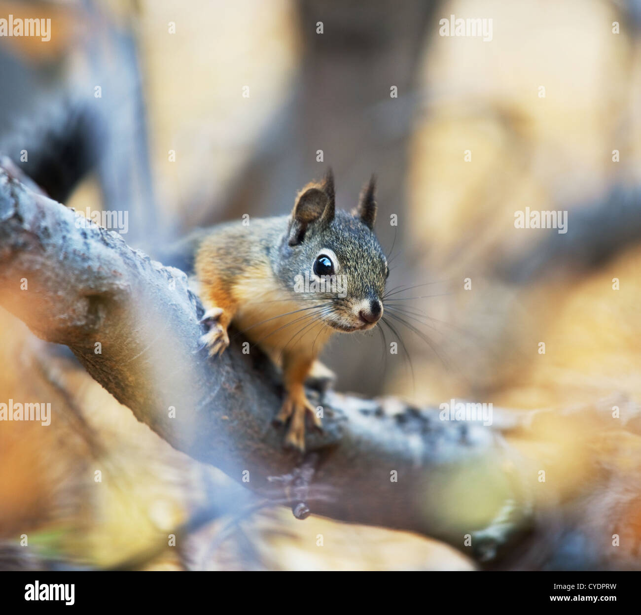 Close up shot squirrel nuts hi-res stock photography and images - Alamy