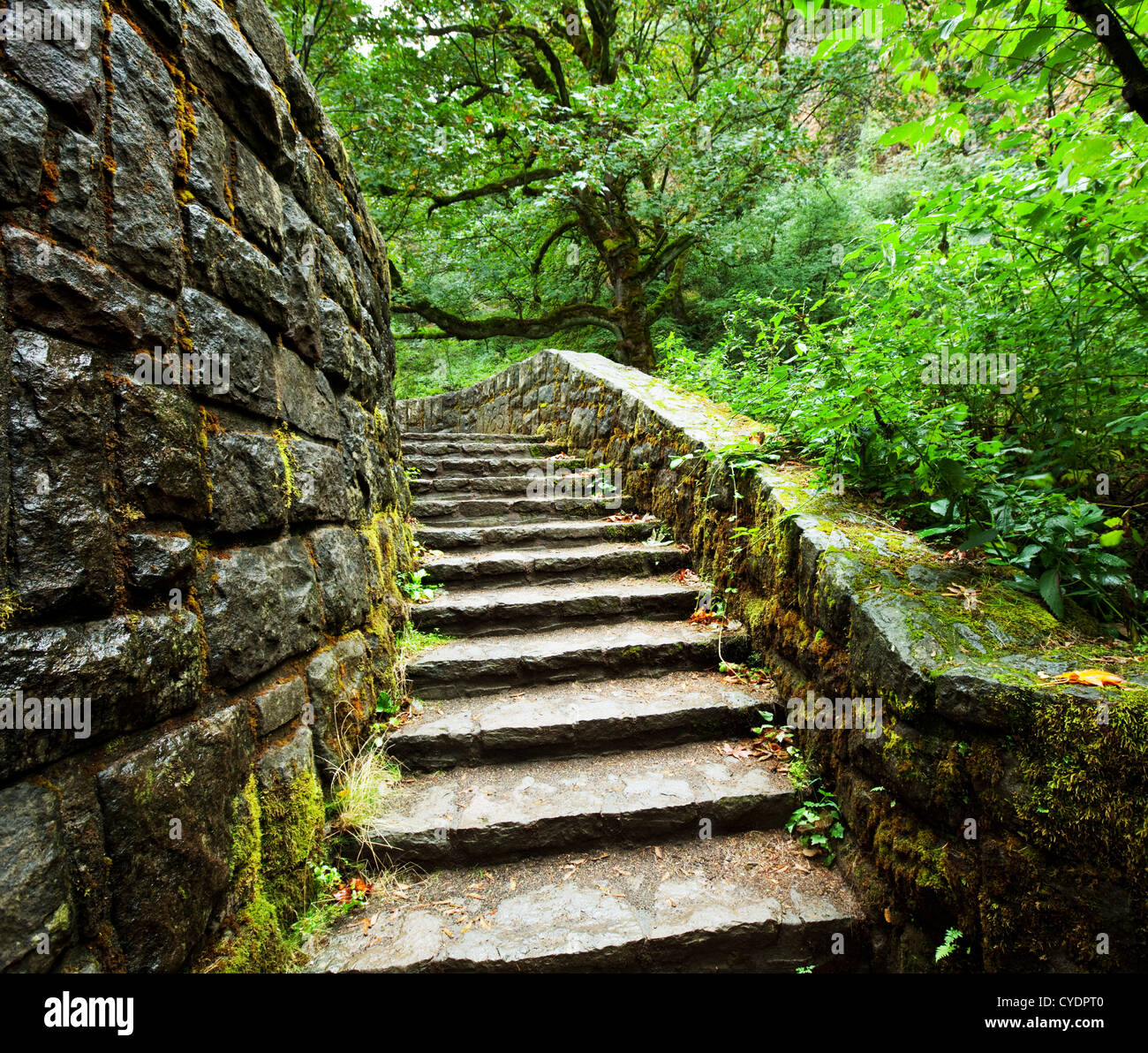Old staircase among nature hi-res stock photography and images - Alamy
