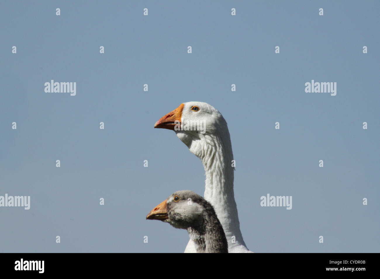 Herd of geese Stock Photo - Alamy