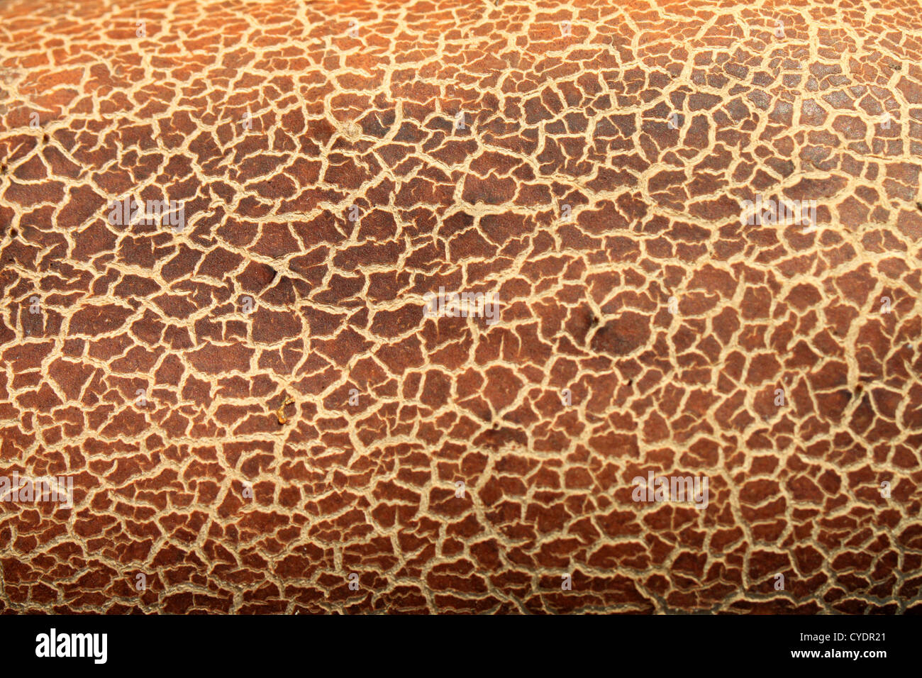 Texture cucumber hi-res stock photography and images - Alamy