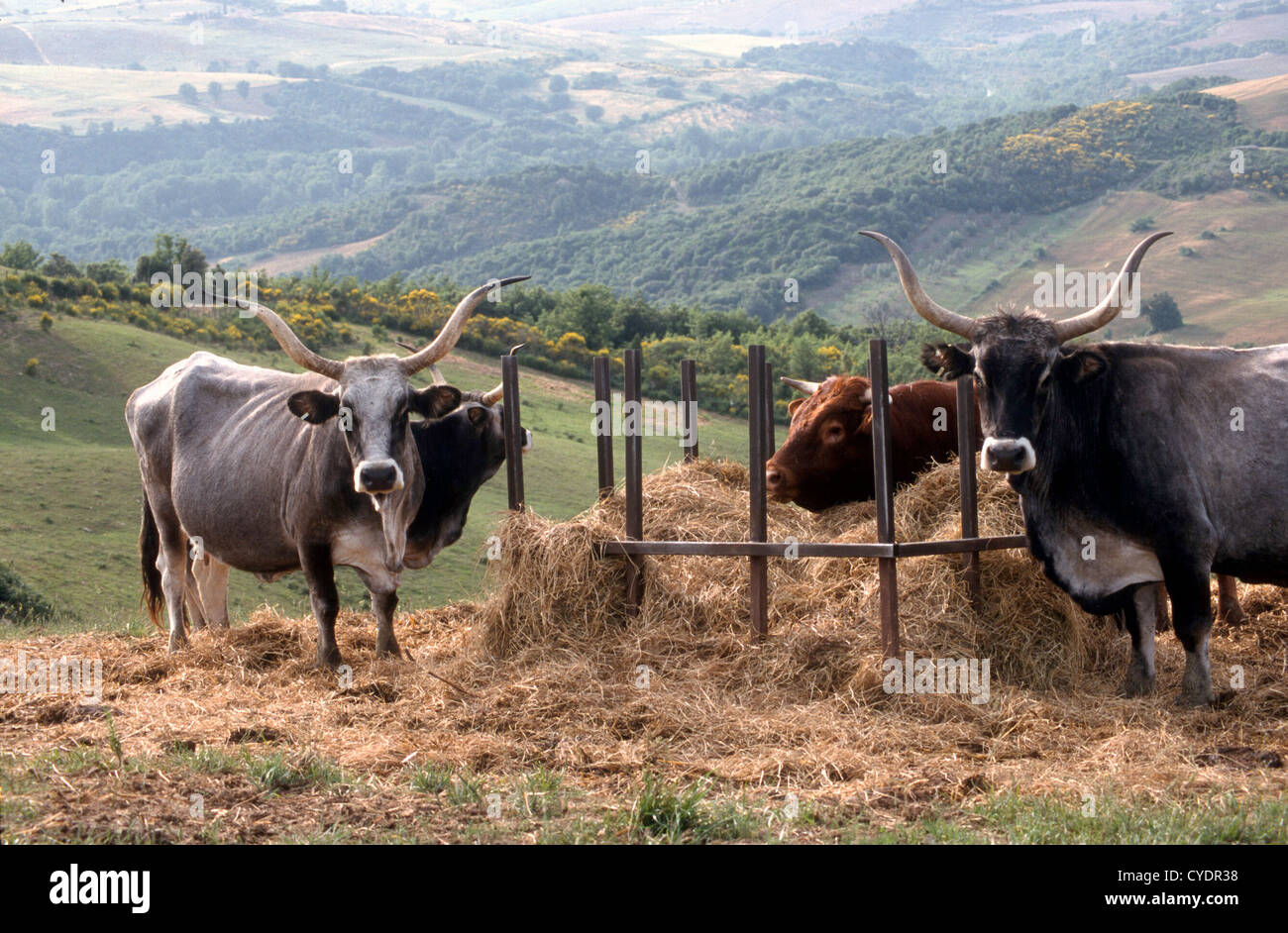 In a number of features see maremmana primitivo hi-res stock ...