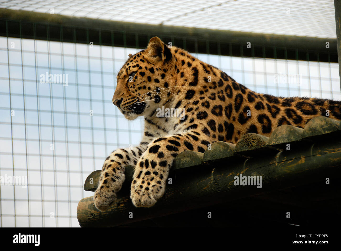 Amur leopard hi-res stock photography and images - Alamy