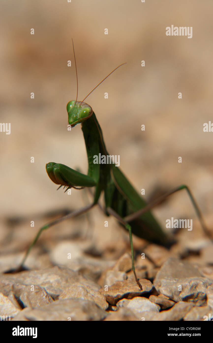 close-up of a praying mantis Stock Photo - Alamy