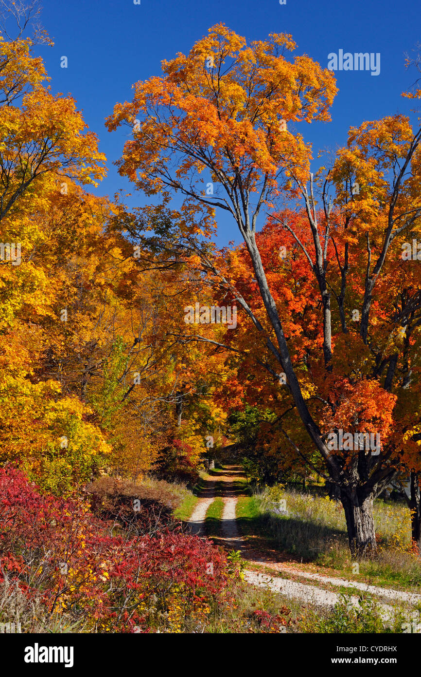 Maple trees dirt road driveway hi-res stock photography and images - Alamy