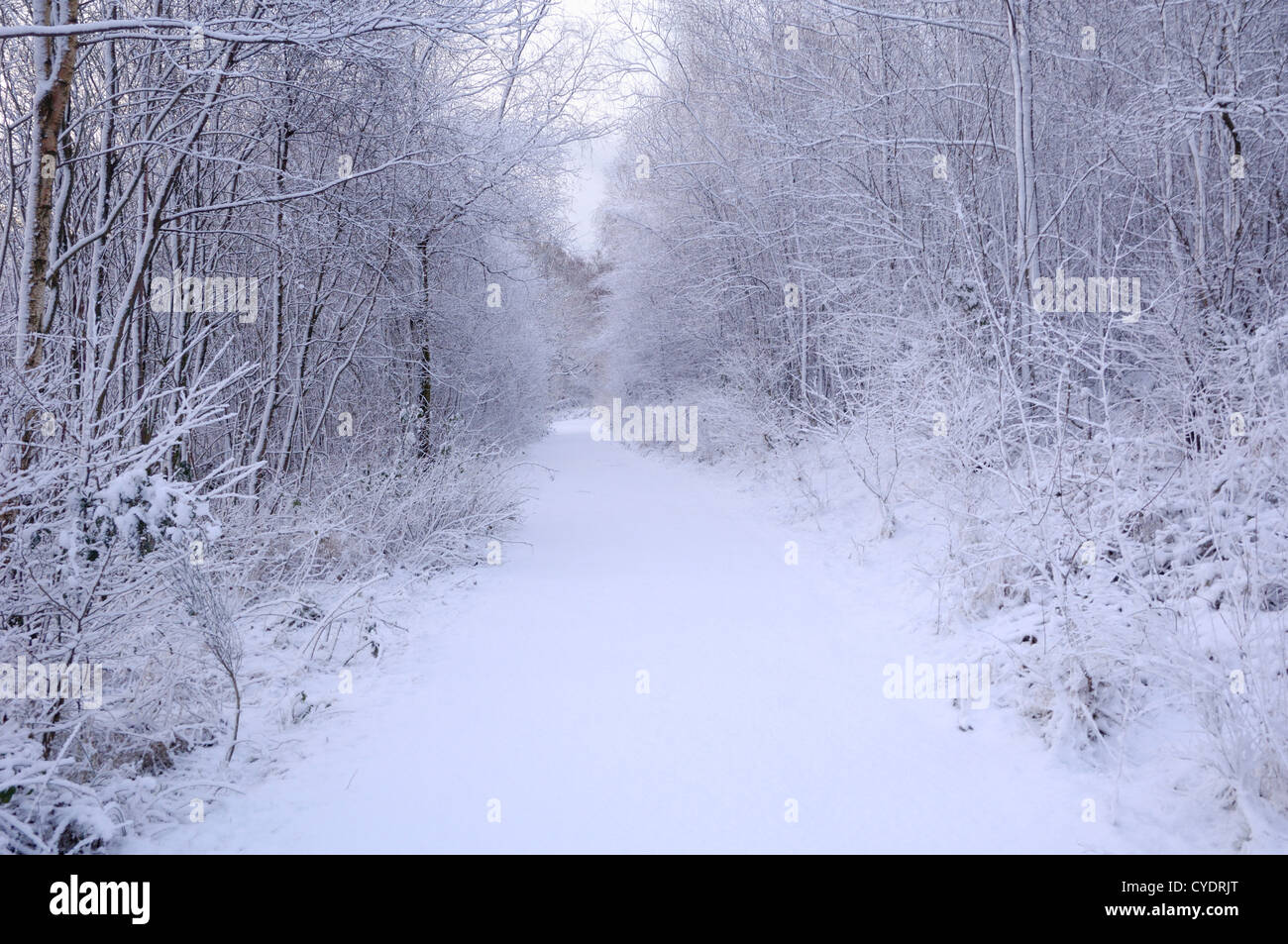 Woodland track in winter snow, Dumfries & Galloway, Scotland Stock ...