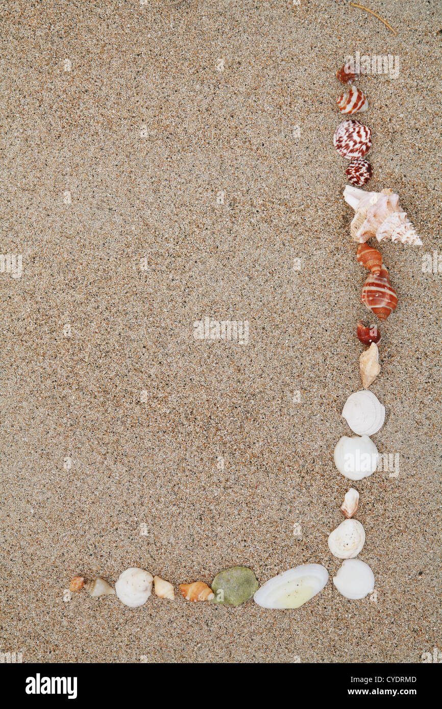 beautiful shells on very nice beach, focus in on the shells (shallow ...