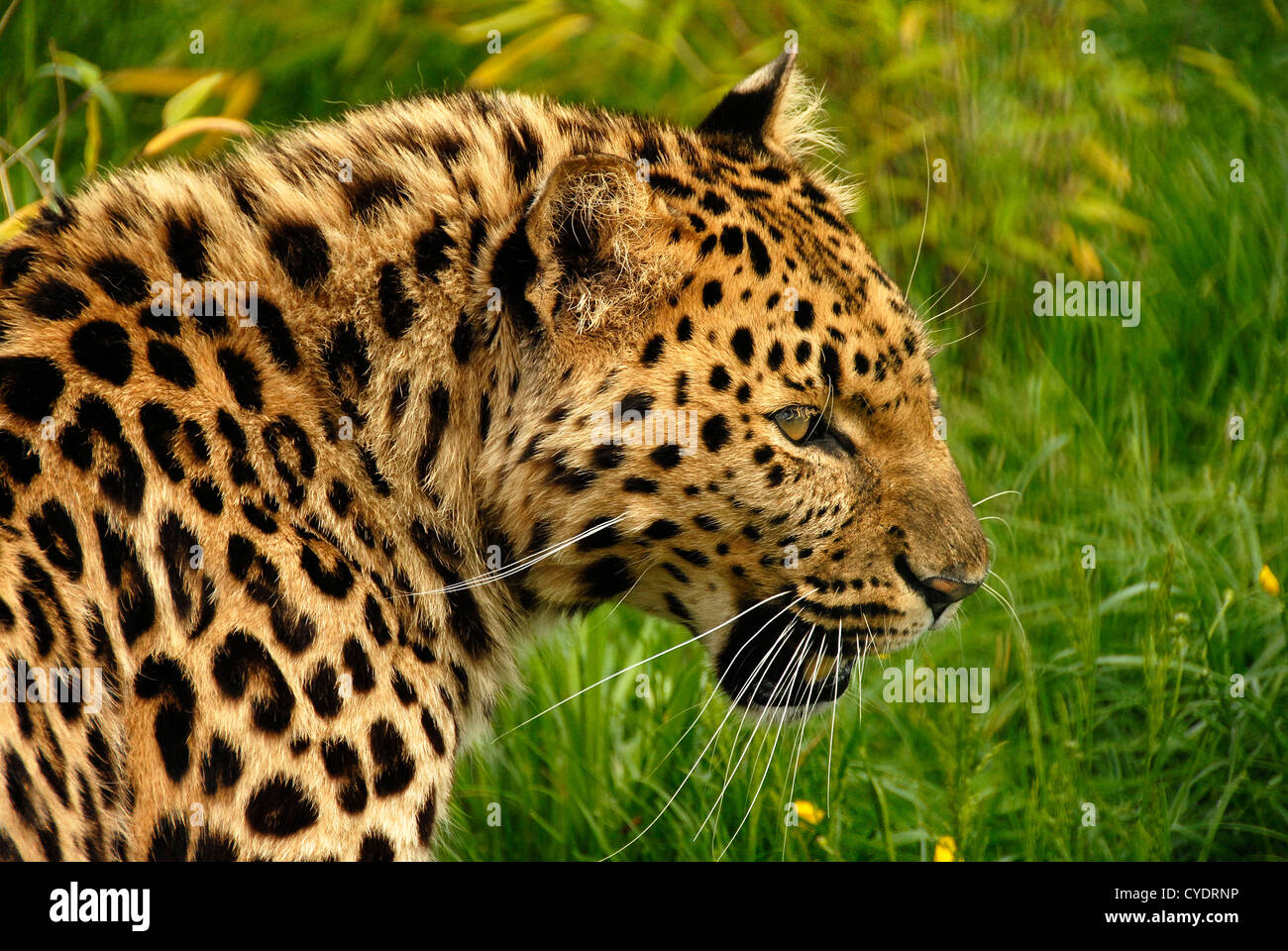 Korean leopard hi-res stock photography and images - Alamy