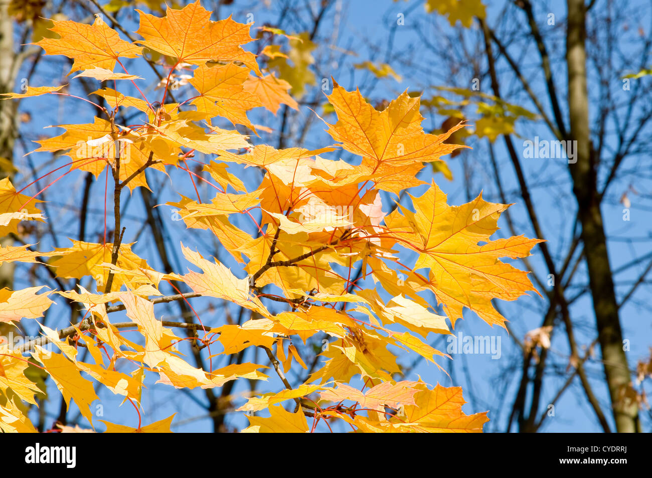 yellow maple leaves are in autumn on the branch Stock Photo - Alamy