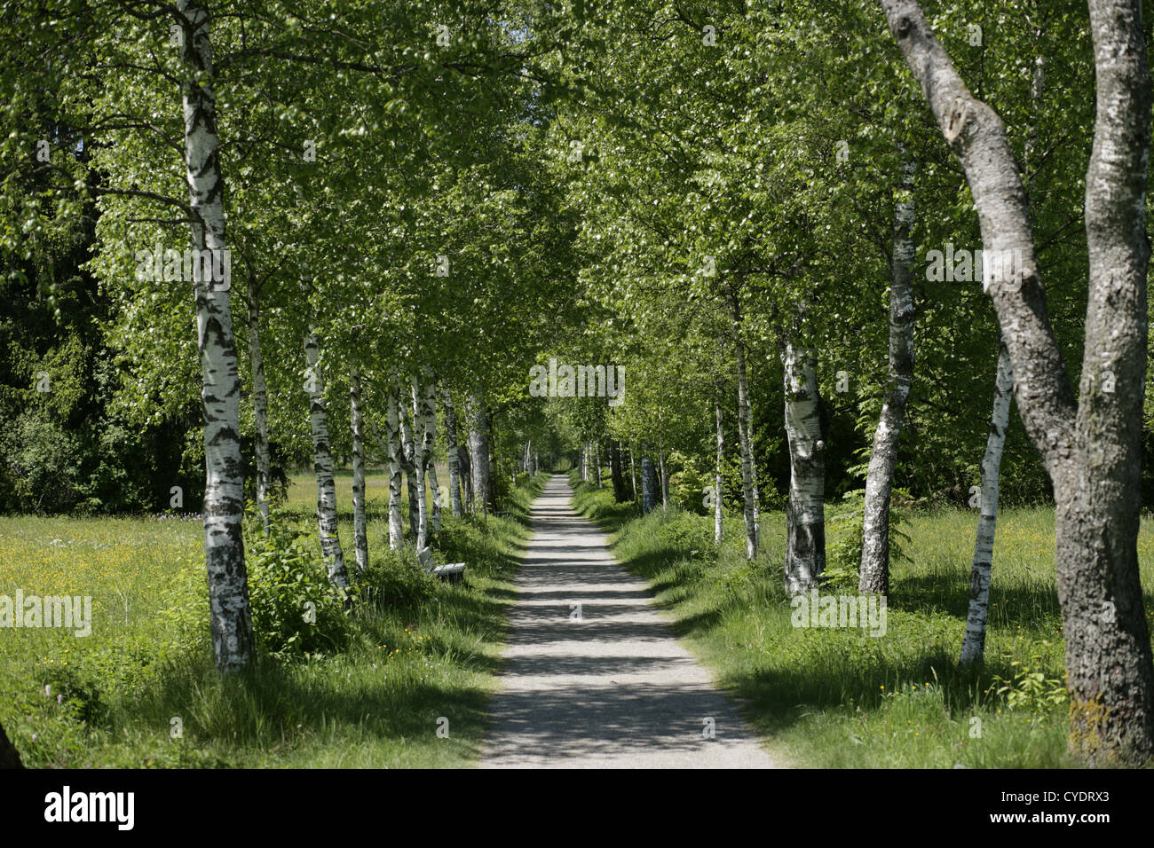 Picture of a wooden path outside in summer Stock Photo - Alamy
