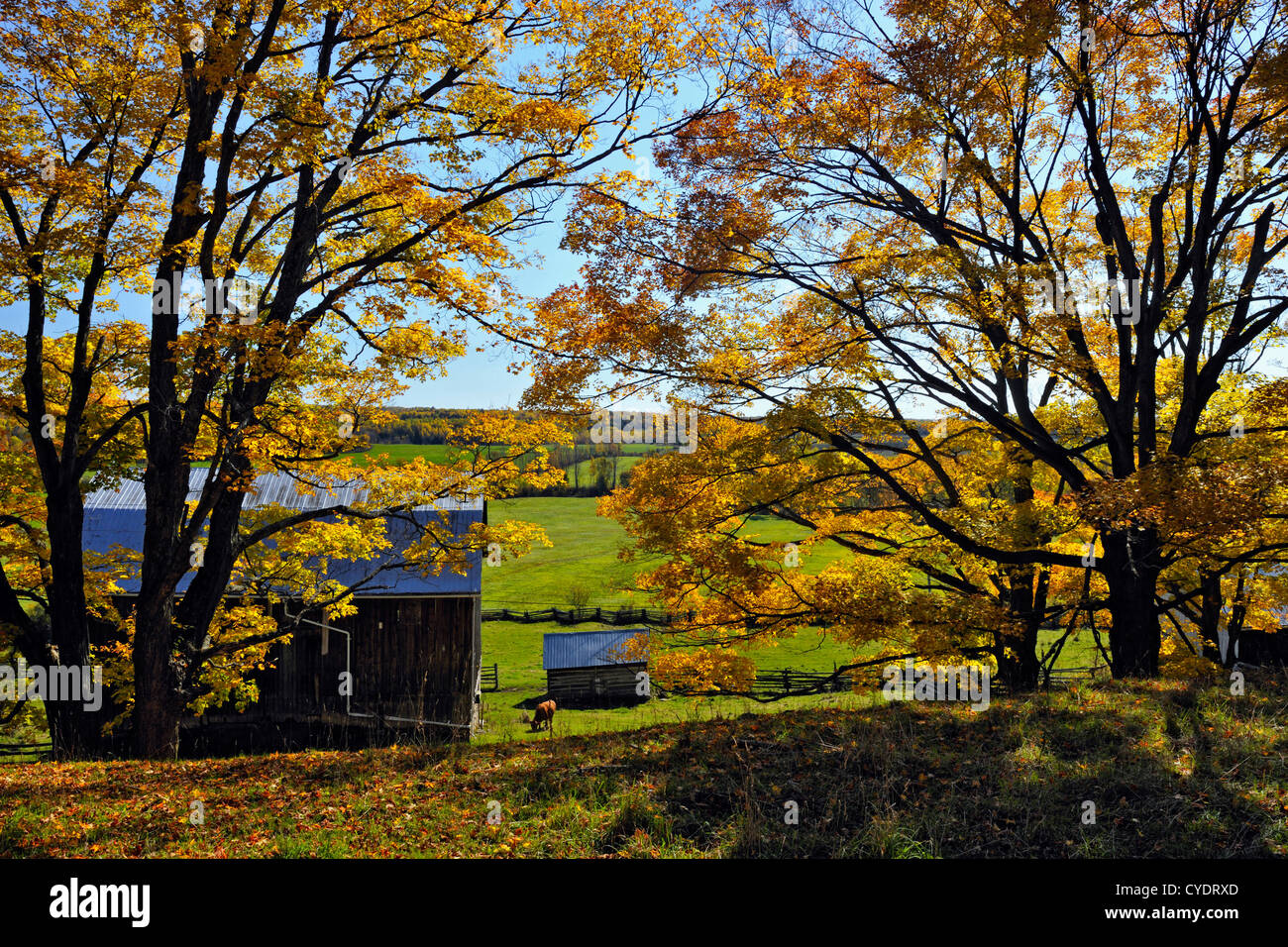 Maple trees overlooking distant farm buildings, Manitoulin Is. Townline ...