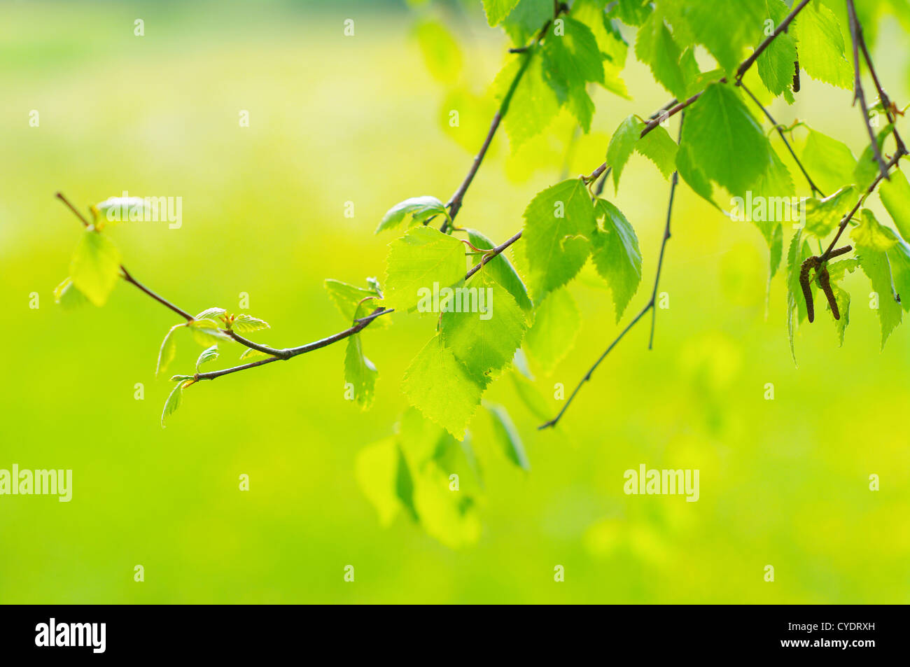 green leaves foliage at springtime outside in the nature Stock Photo ...