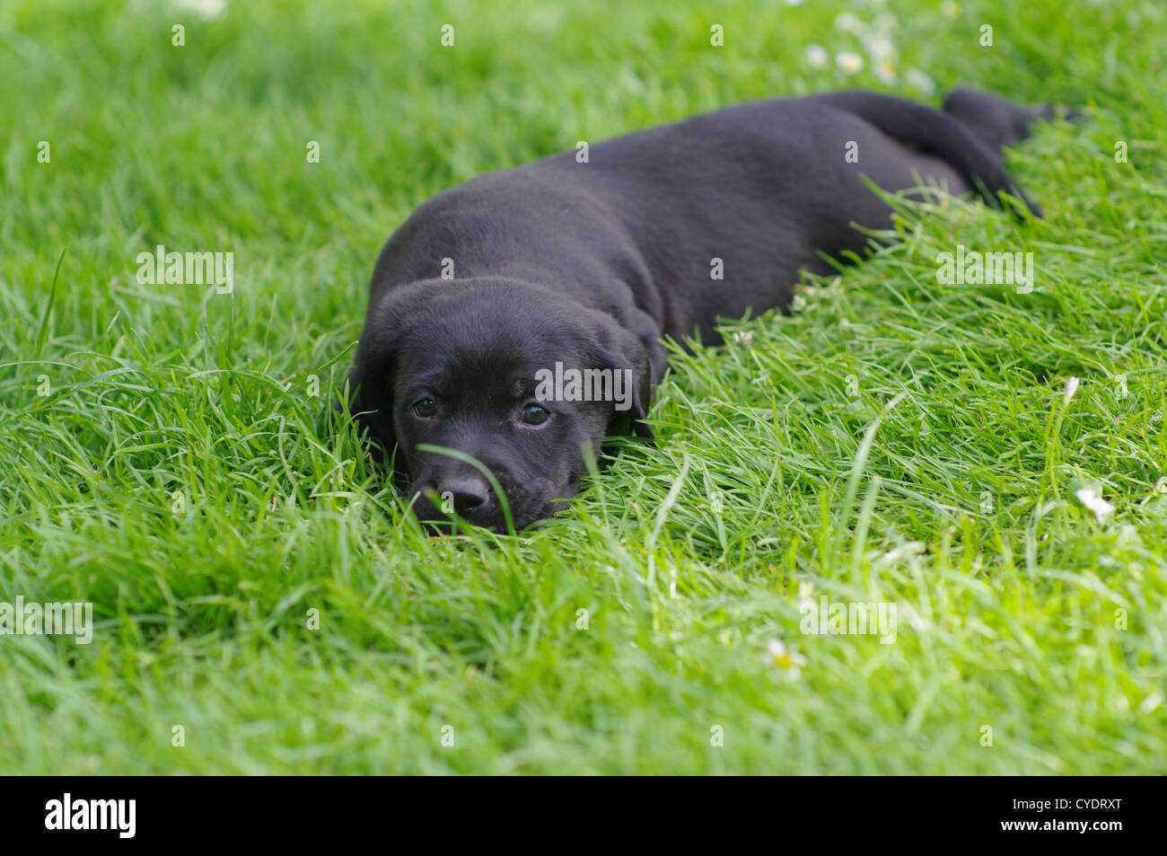 cute puppies in the meadow in spring time Stock Photo - Alamy