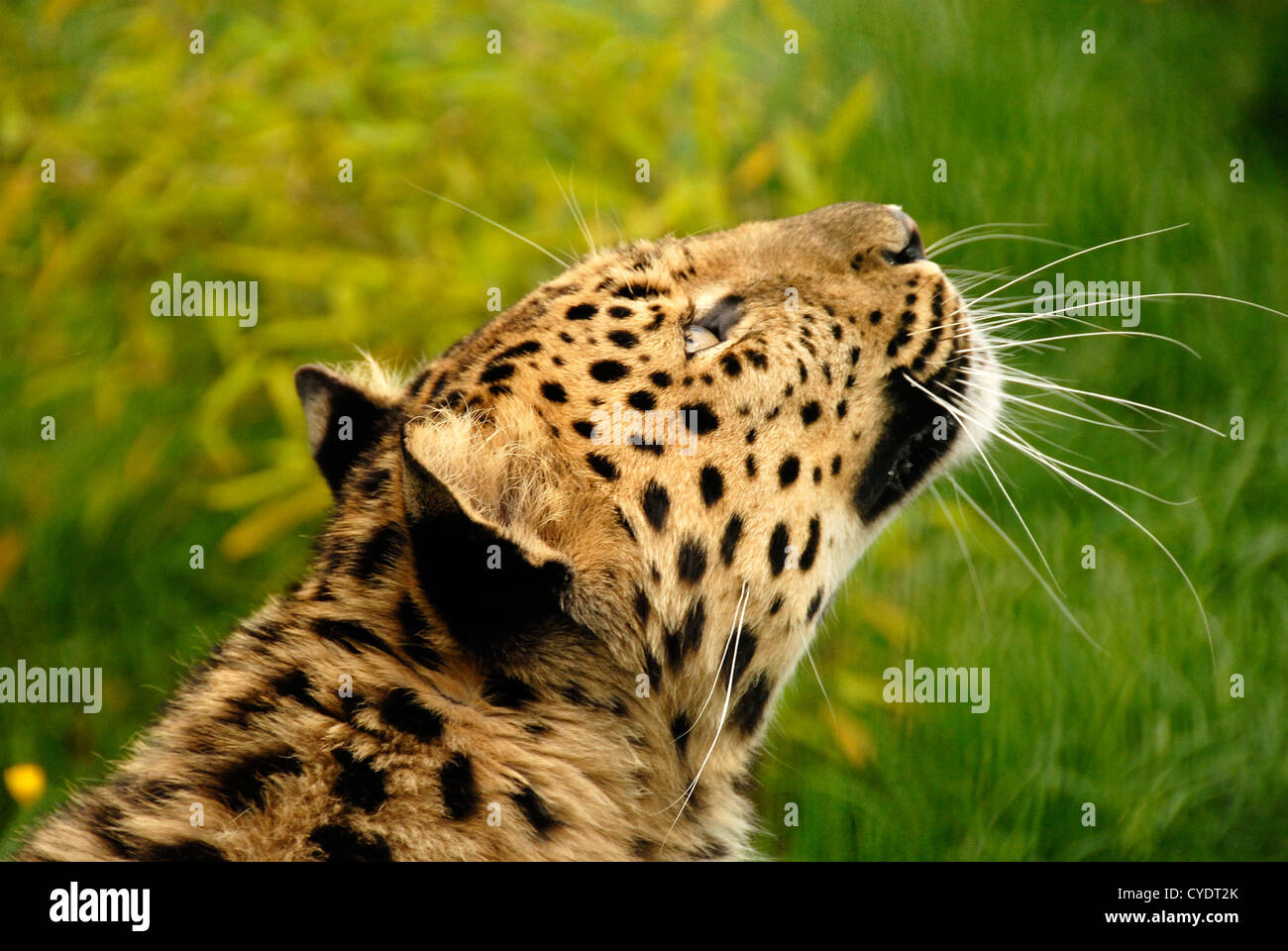 Extreme closeup man eyes looking hi-res stock photography and images ...