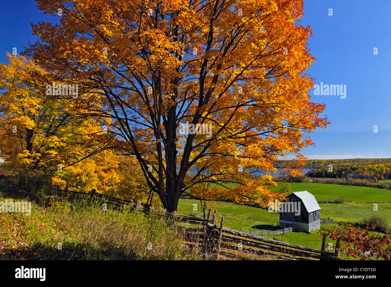 Maple trees overlooking distant farm buildings, Manitoulin Is. Townline ...