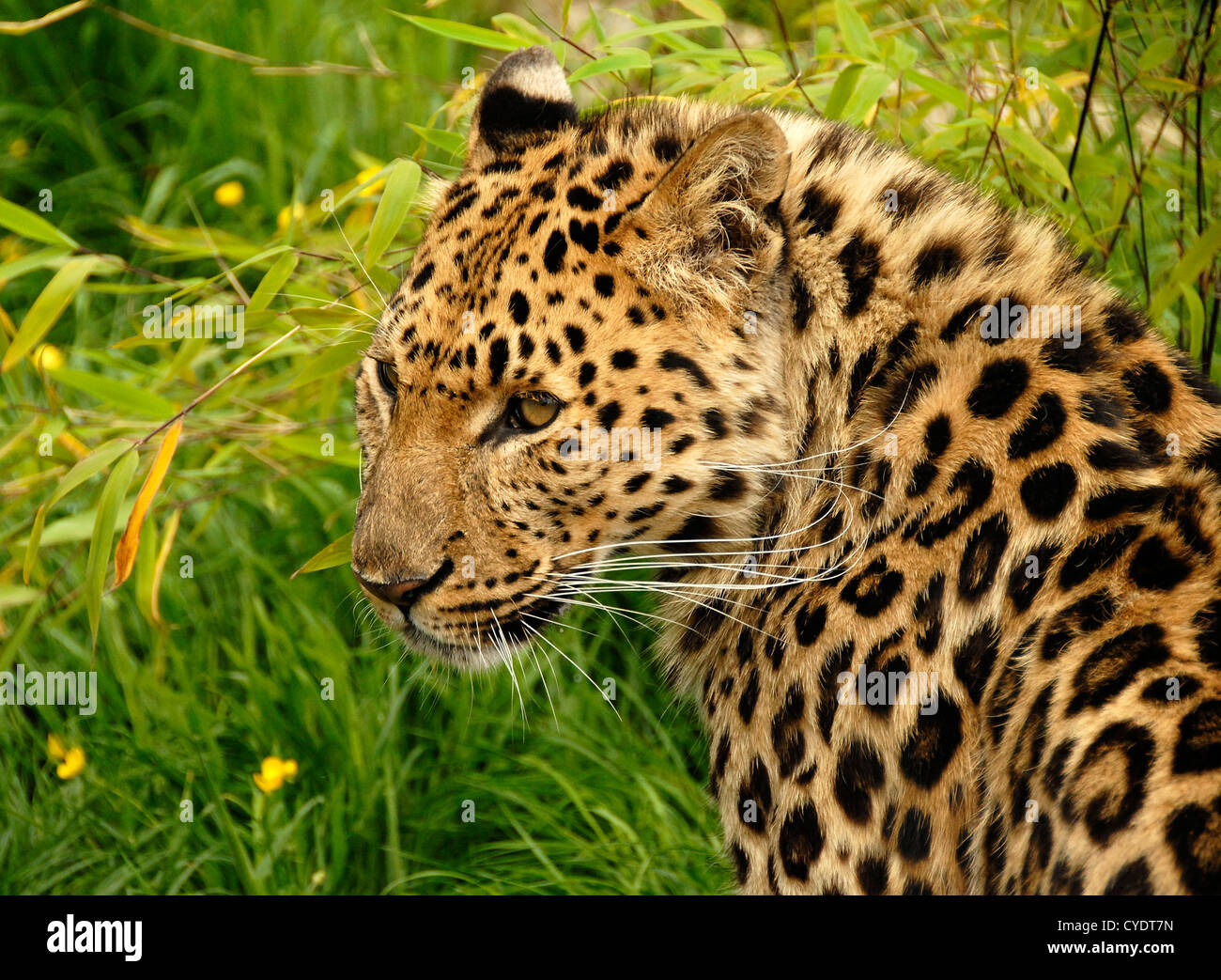 Amur Leopard close up looking toward left Stock Photo - Alamy