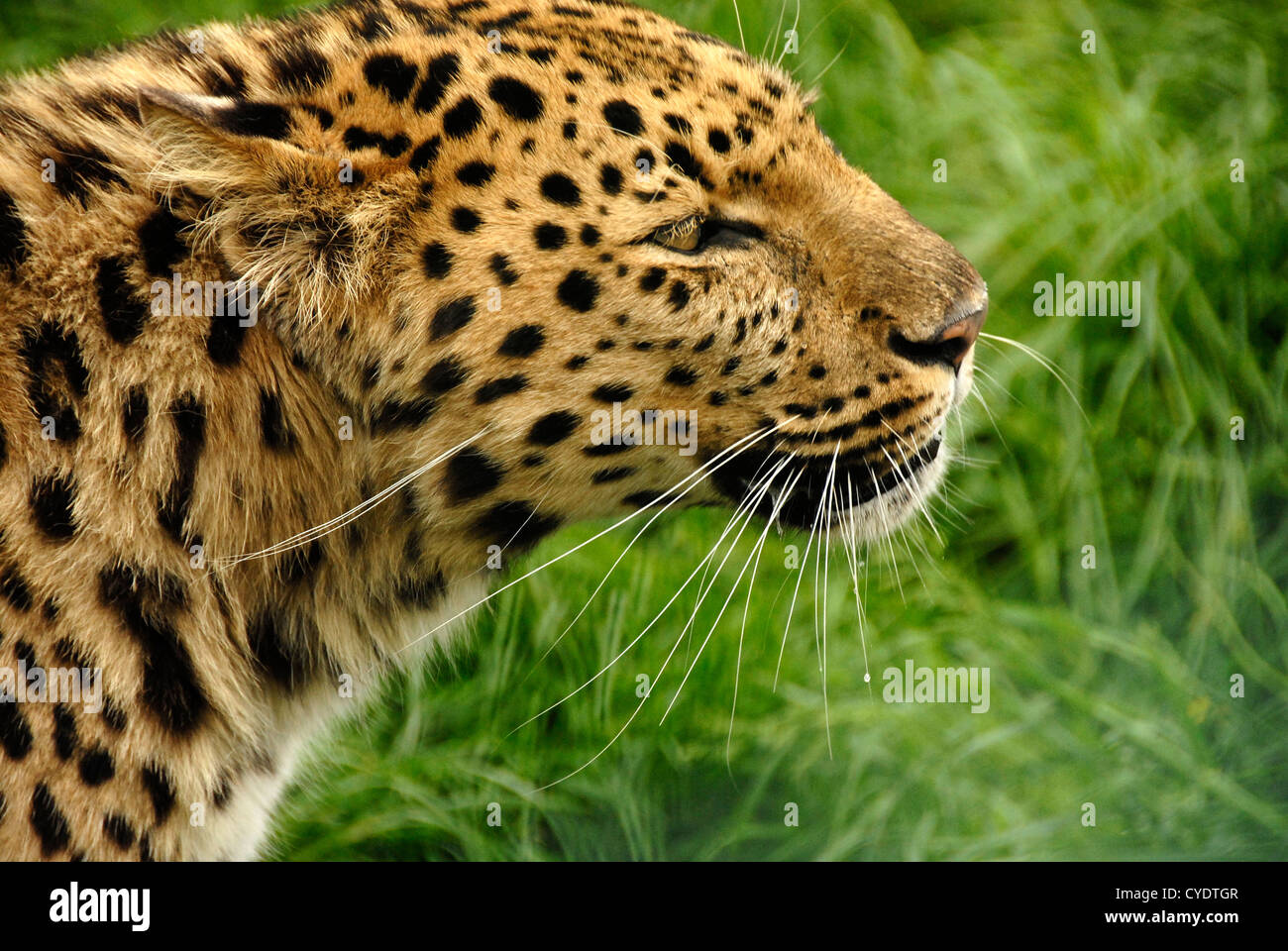 Leopard panthera pardus looking back hi-res stock photography and ...