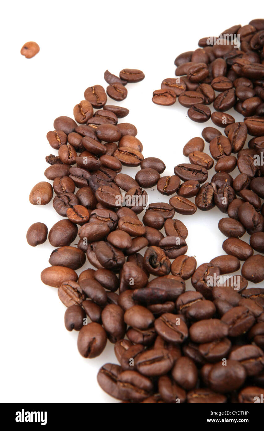 Coffee Beetle Stock Photos & Coffee Beetle Stock Images - Alamy