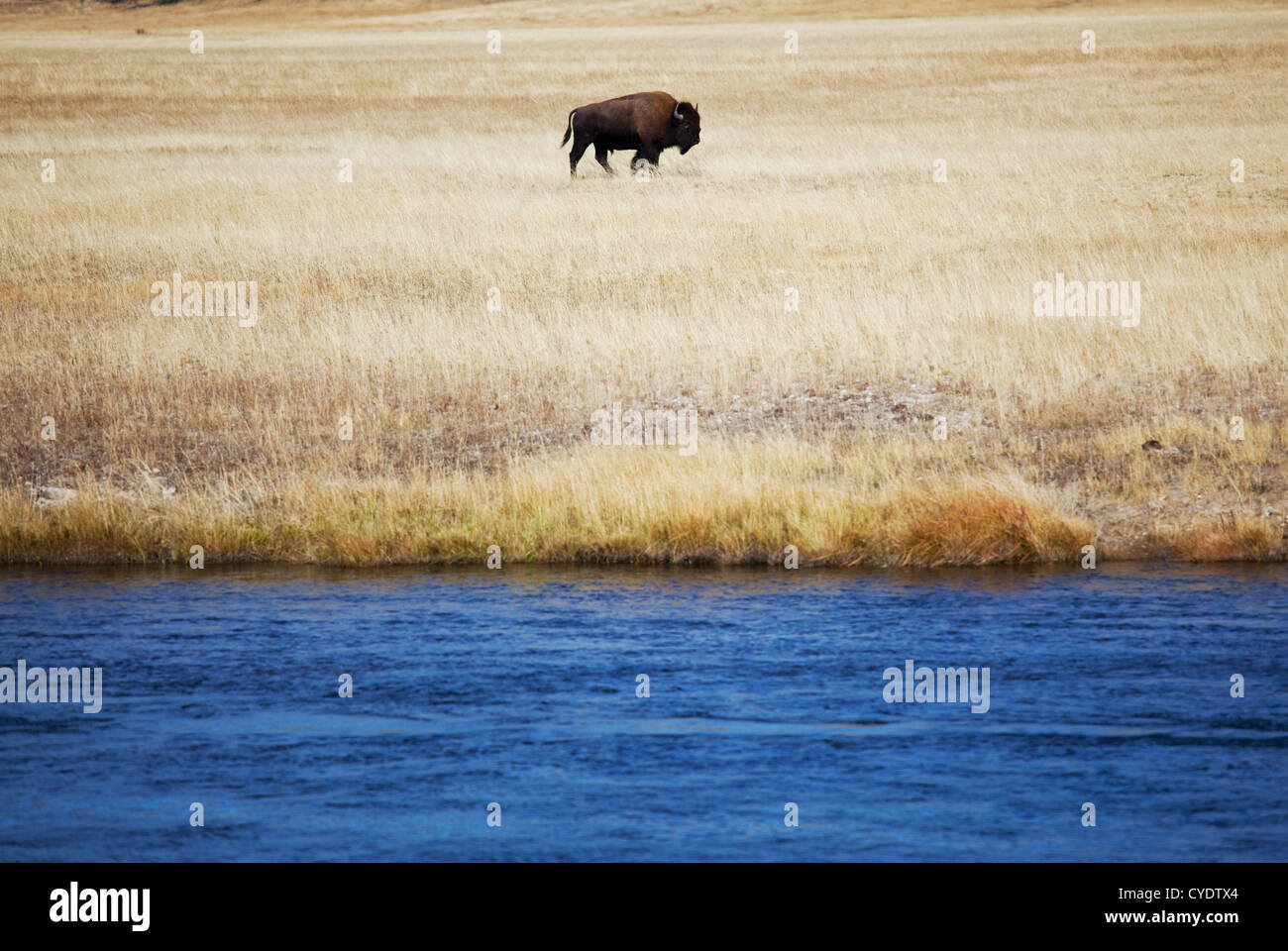Bison in Yellowstone Stock Photo - Alamy