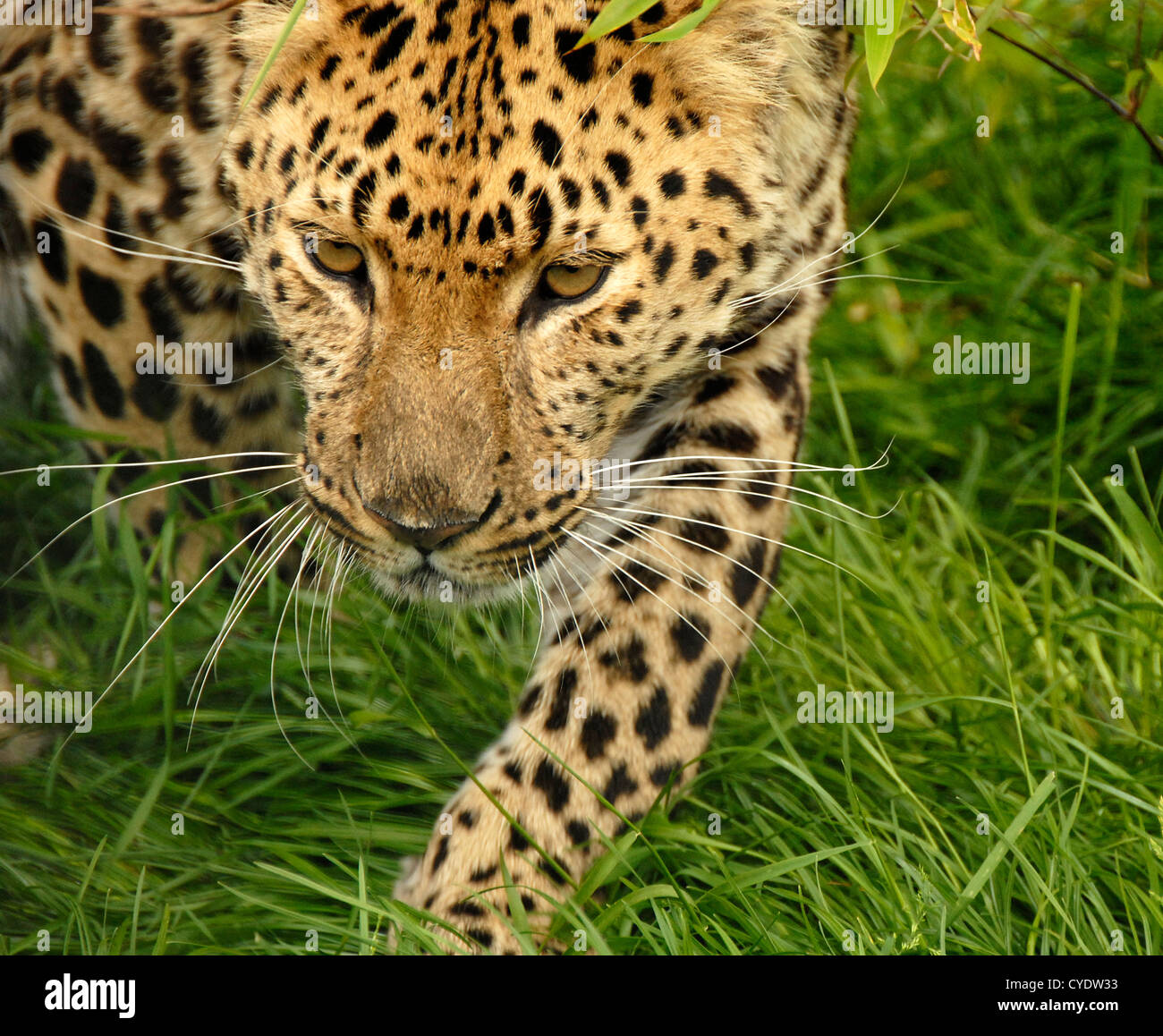 Amur russian leopard cat hi-res stock photography and images - Alamy