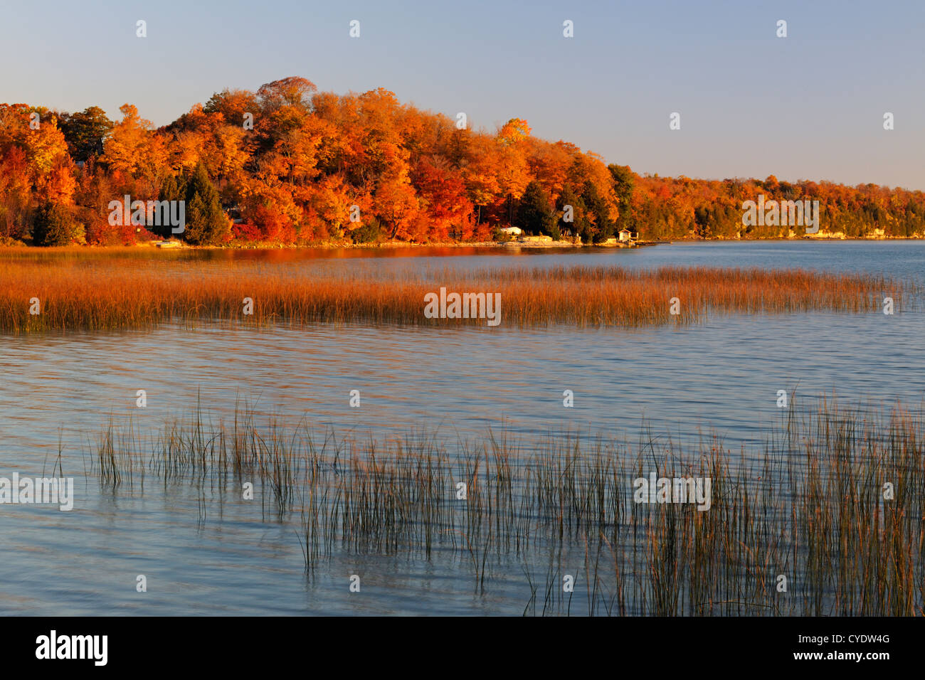 Reedbeds on Lake Mindemoya at sunrise, Manitoulin Is. Mindemoya ...