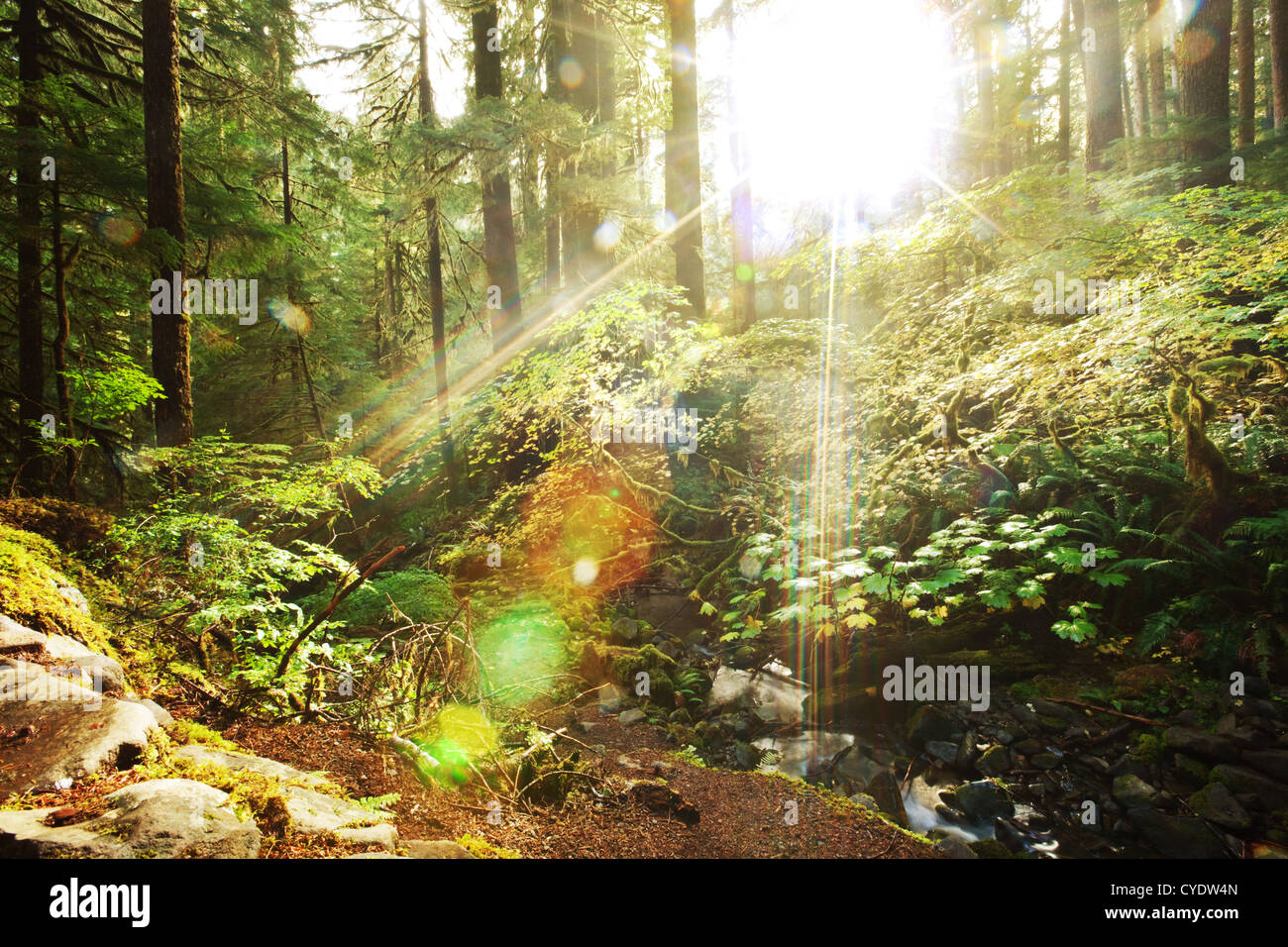 sunny forest in Olympic Park,USA Stock Photo - Alamy