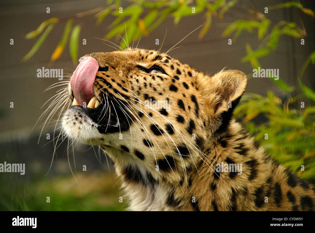 Amur Leopard close up looking up whilst licking nose Stock Photo - Alamy