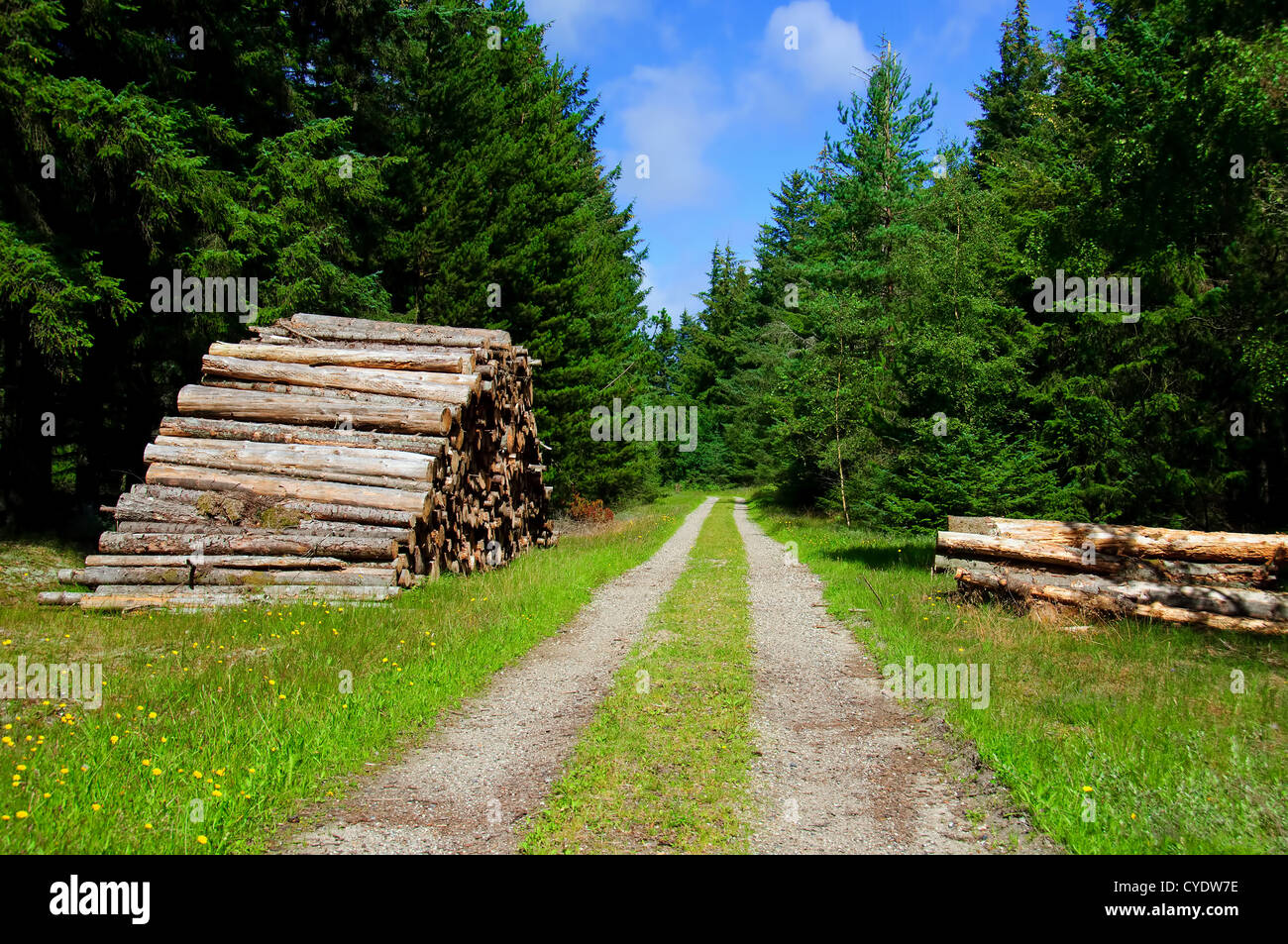 Stacked timber along a forest road Stock Photo - Alamy
