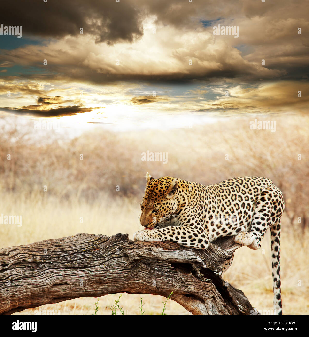 Wild cats collection Stock Photo - Alamy