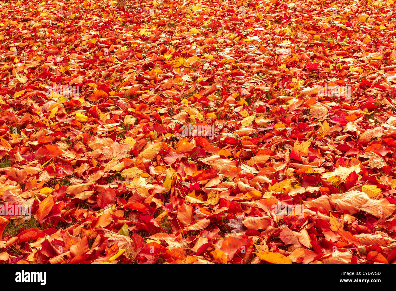 Fall orange and red autumn leaves on ground for background or backdrop ...