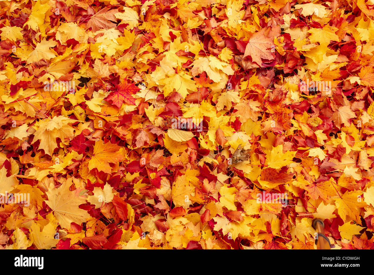 Fall orange and red autumn leaves on ground for background or backdrop ...