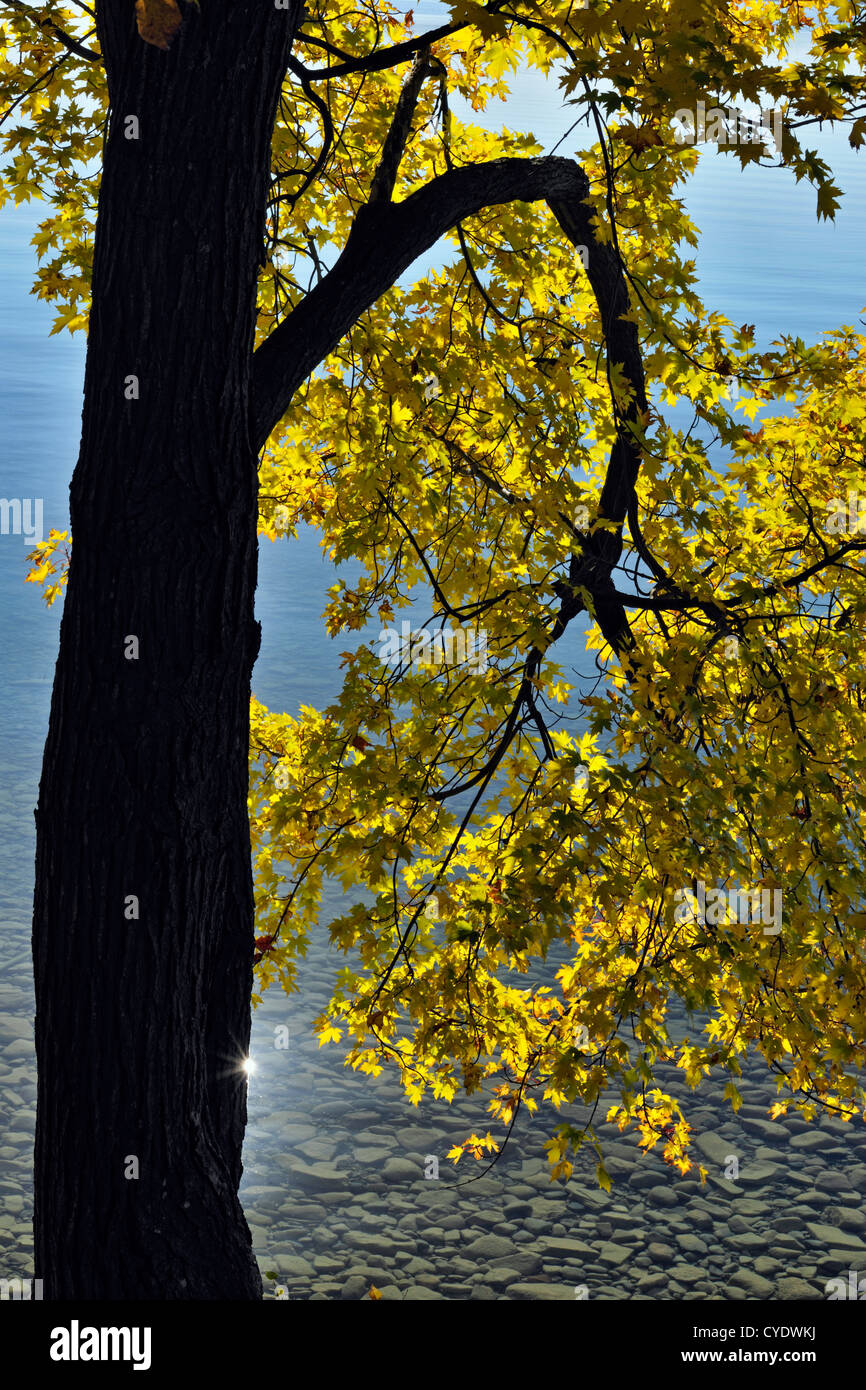 Tree branches overhanging in water hi-res stock photography and images ...