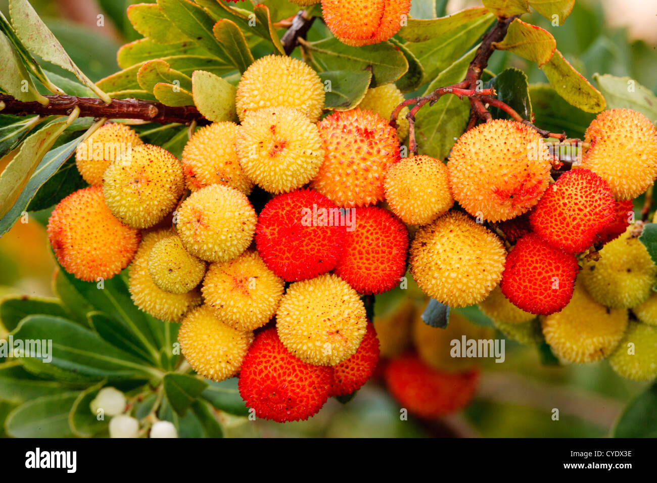 Arbutus unedo tree hi-res stock photography and images - Alamy