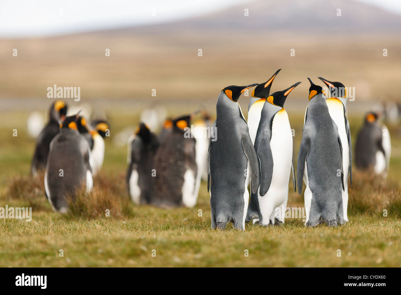 Group of King penguin (Aptenodytes patagonicus) in Volunteer point ...