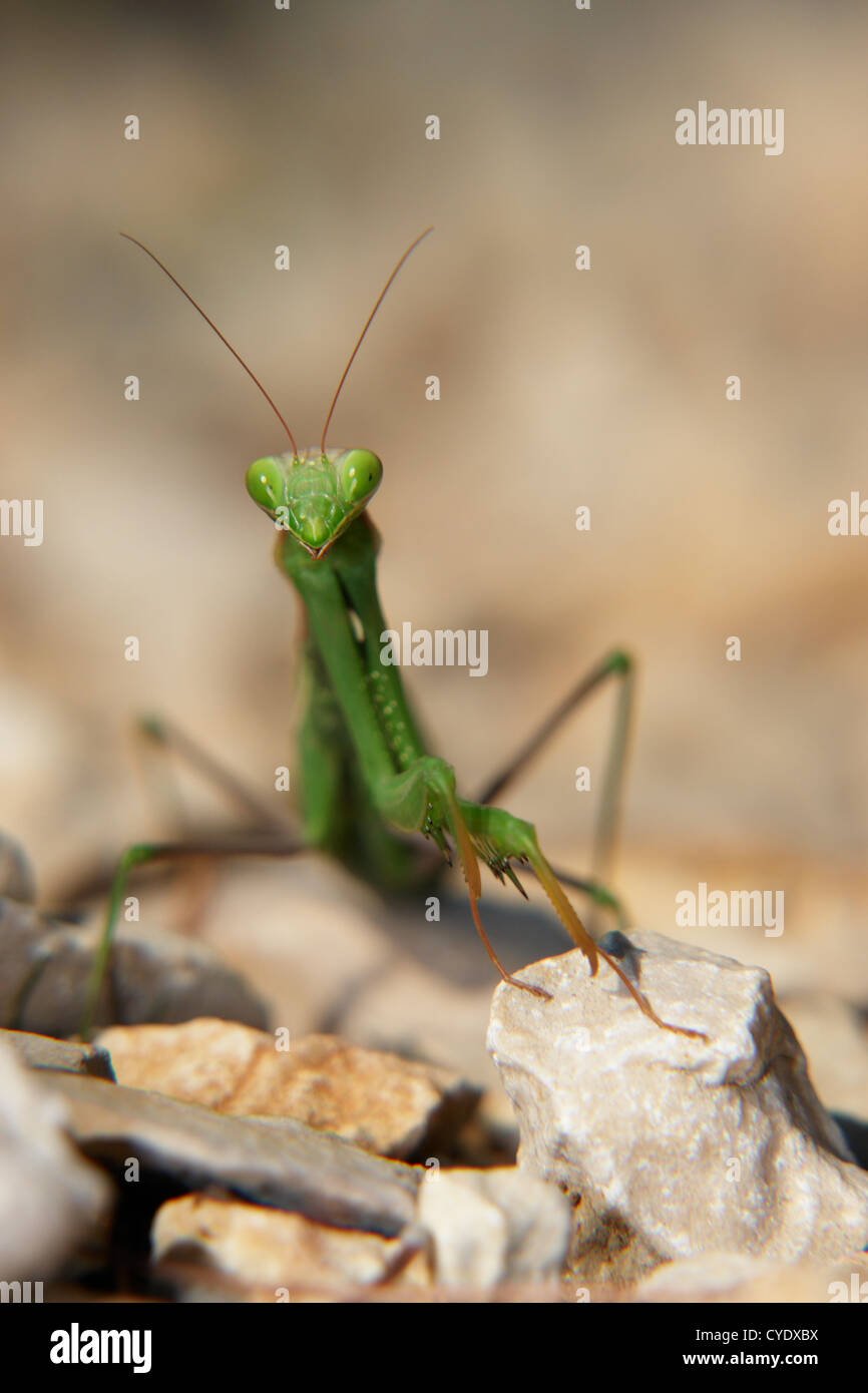 Mantis claws hi-res stock photography and images - Alamy