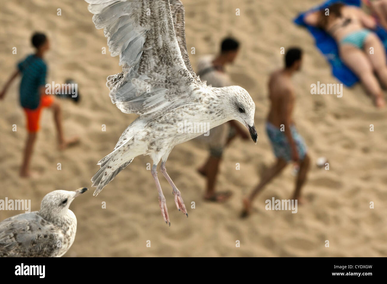 Flying birds aerial view hi-res stock photography and images - Alamy
